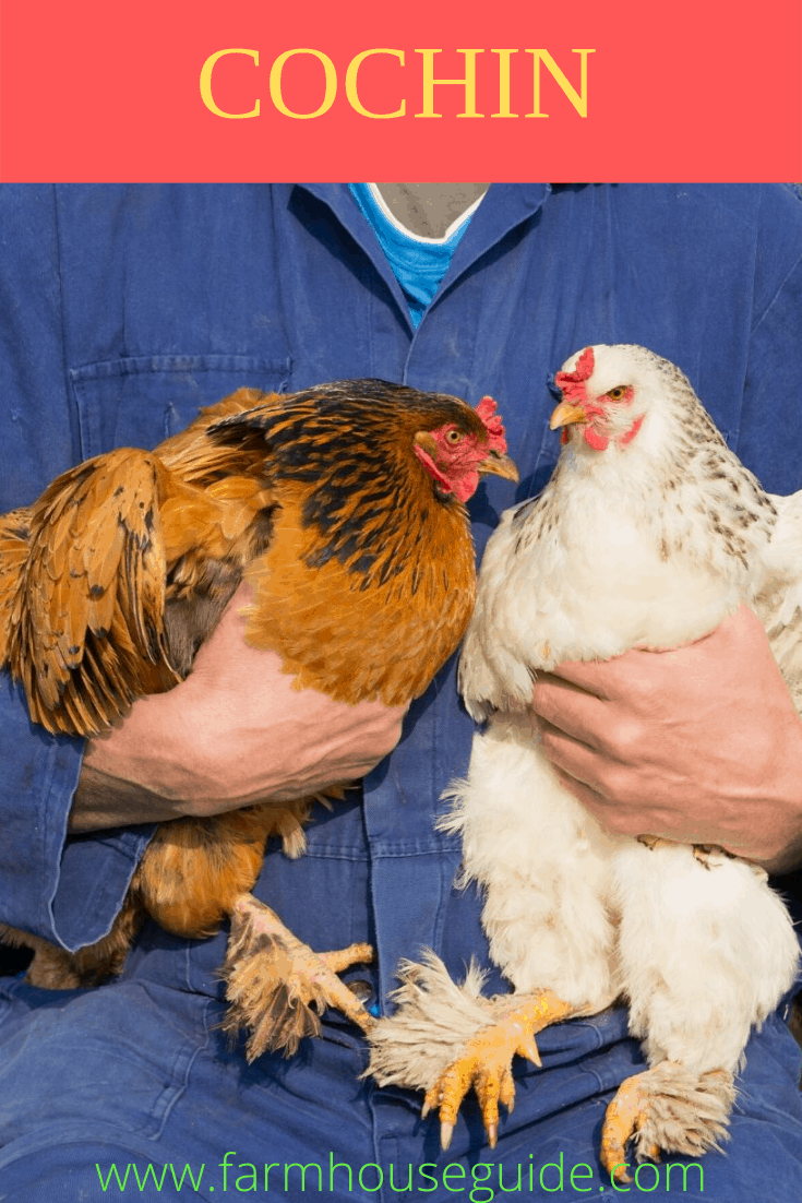 15 Breeds of Chicken with Crazy Hair - Farmhouse Guide