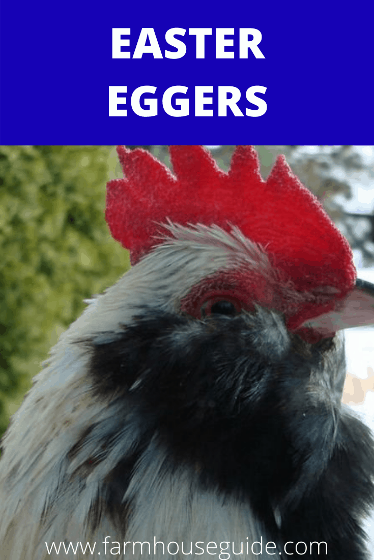 15 Breeds of Chicken with Crazy Hair - Farmhouse Guide