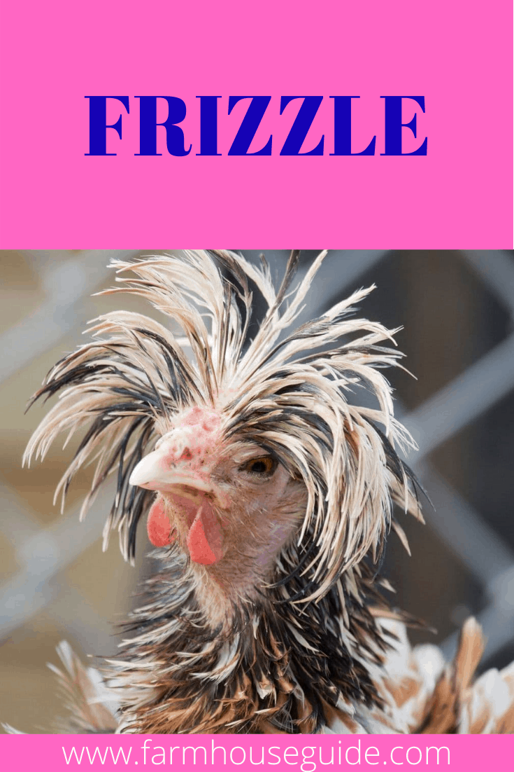 15 Breeds of Chicken with Crazy Hair - Farmhouse Guide