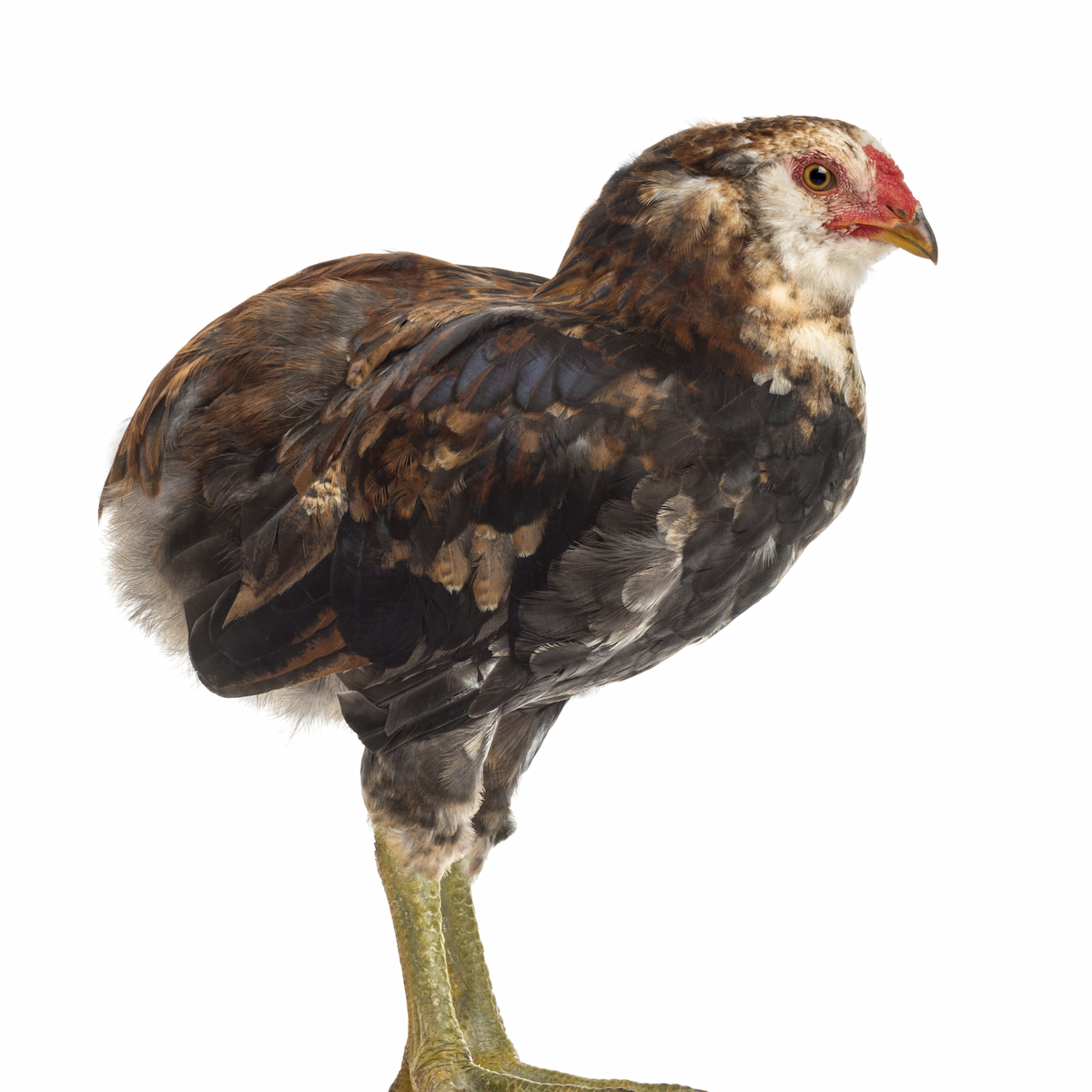 15 Breeds of Chicken with Crazy Hair - Farmhouse Guide