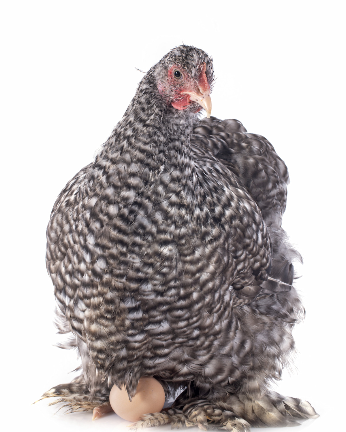 15 Breeds of Chicken with Crazy Hair - Farmhouse Guide