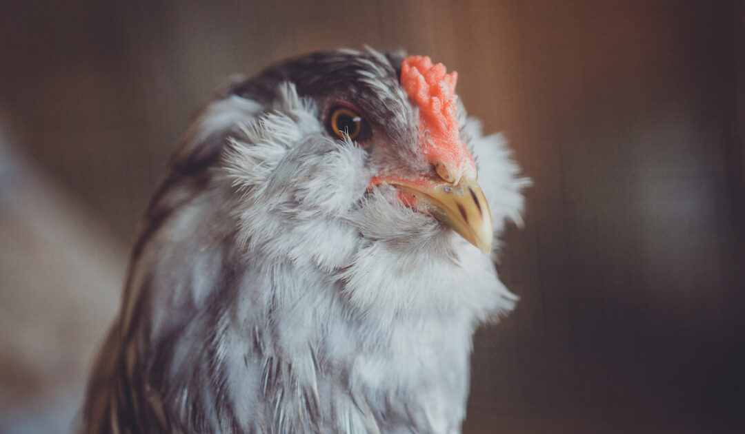 15 Breeds of Chicken with Crazy Hair - Farmhouse Guide