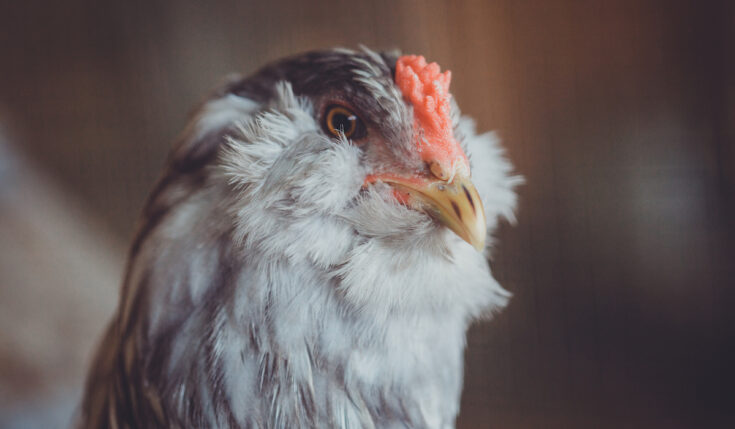 15 Breeds of Chicken with Crazy Hair - Farmhouse Guide