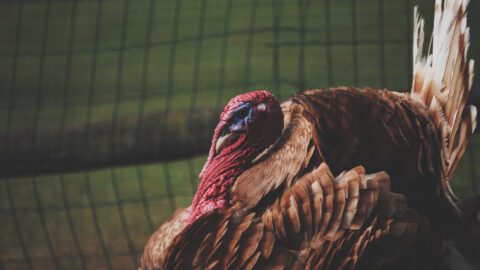 15 Breeds of Chicken with Crazy Hair - Farmhouse Guide