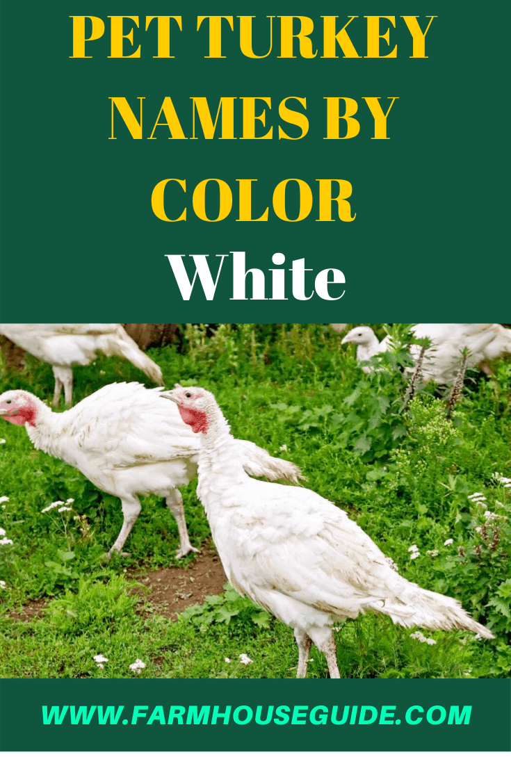 340+ Name Ideas for Your Pet Turkey - Male, Female, Funny, Color ...