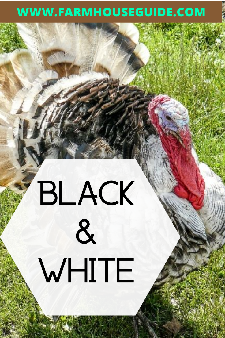 340+ Name Ideas for Your Pet Turkey - Male, Female, Funny, Color ...