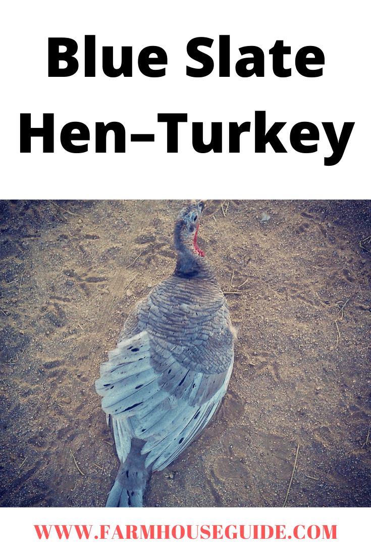 340+ Name Ideas for Your Pet Turkey - Male, Female, Funny, Color ...