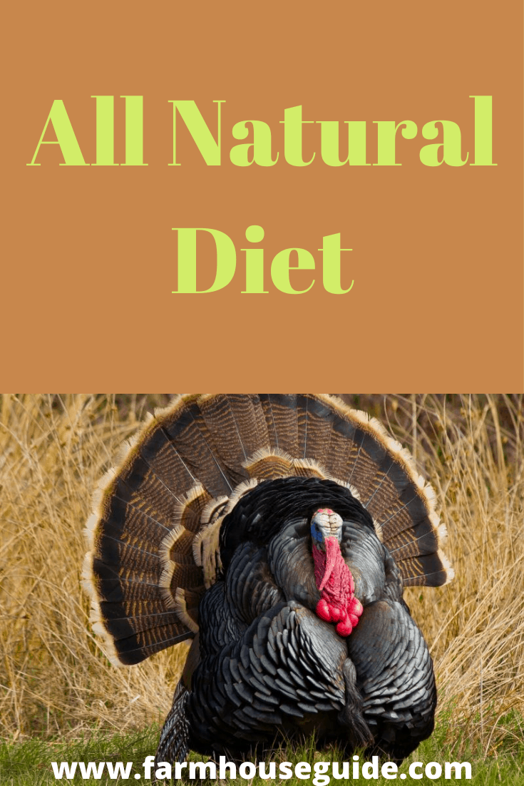 What To Feed A Turkey - Chicks through Adults 60+ Foods They Can Eat ...