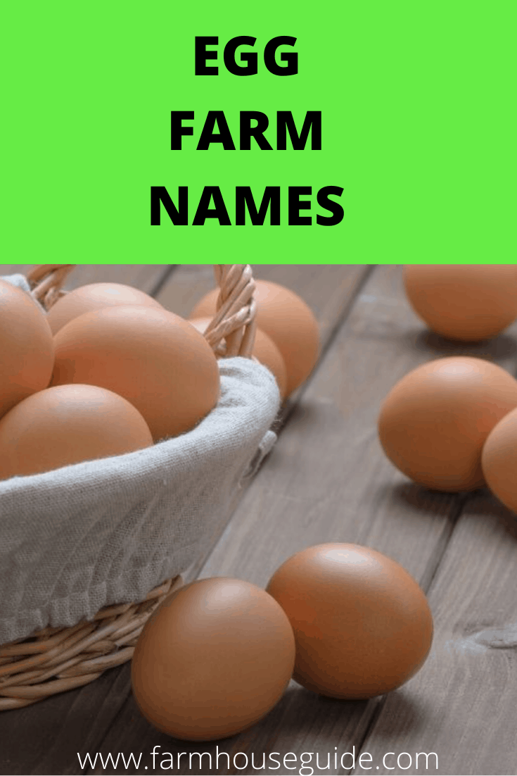 What to Name Your Egg Farm - 37+ Ideas to Get You Started - Farmhouse Guide
