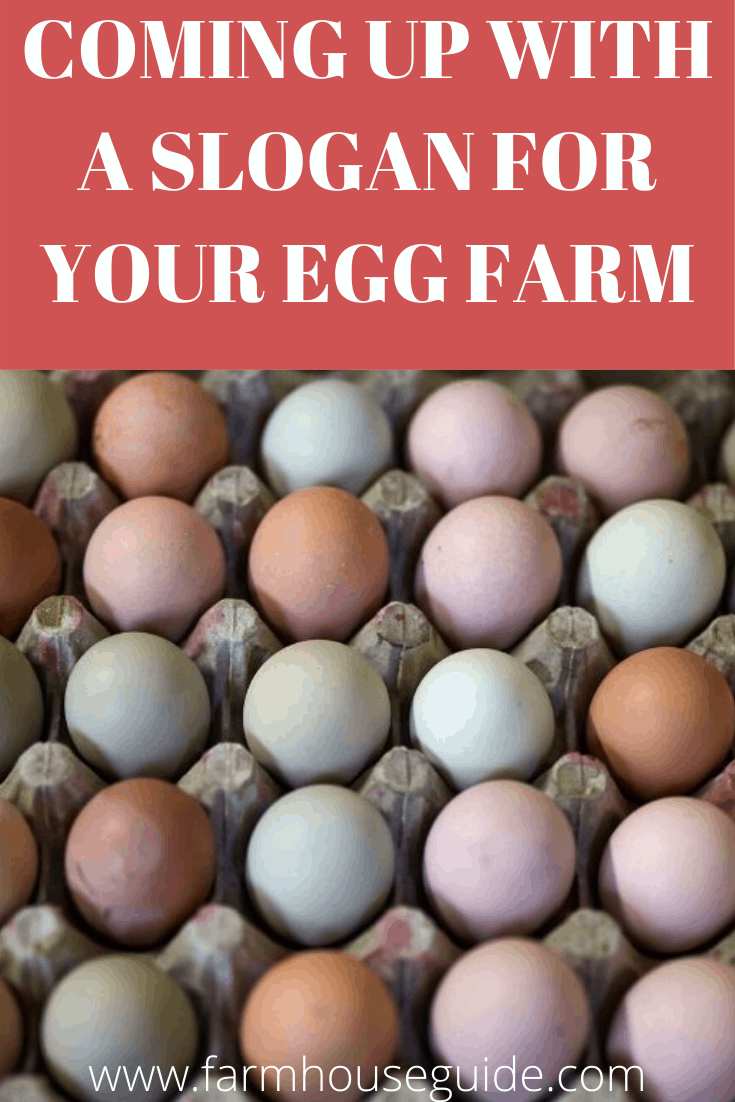 What to Name Your Egg Farm - 37+ Ideas to Get You Started - Farmhouse Guide