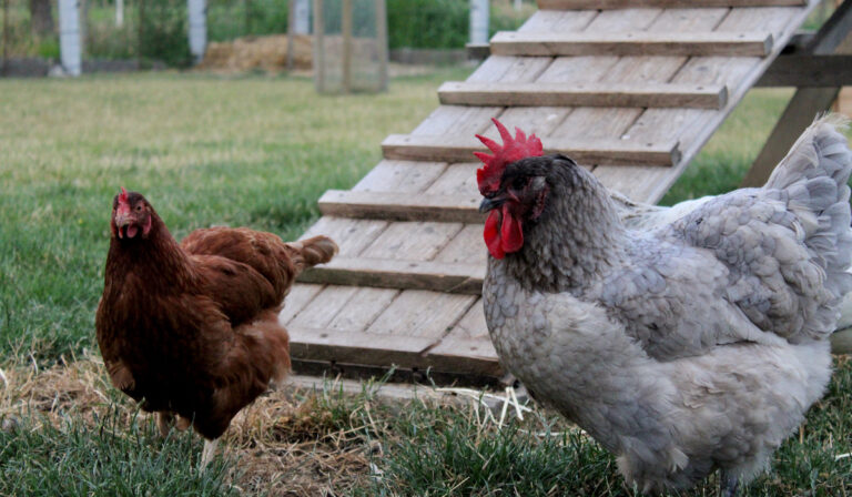 300+ Girl Chicken Names - Cute Ideas for Naming Your Hens - Farmhouse Guide