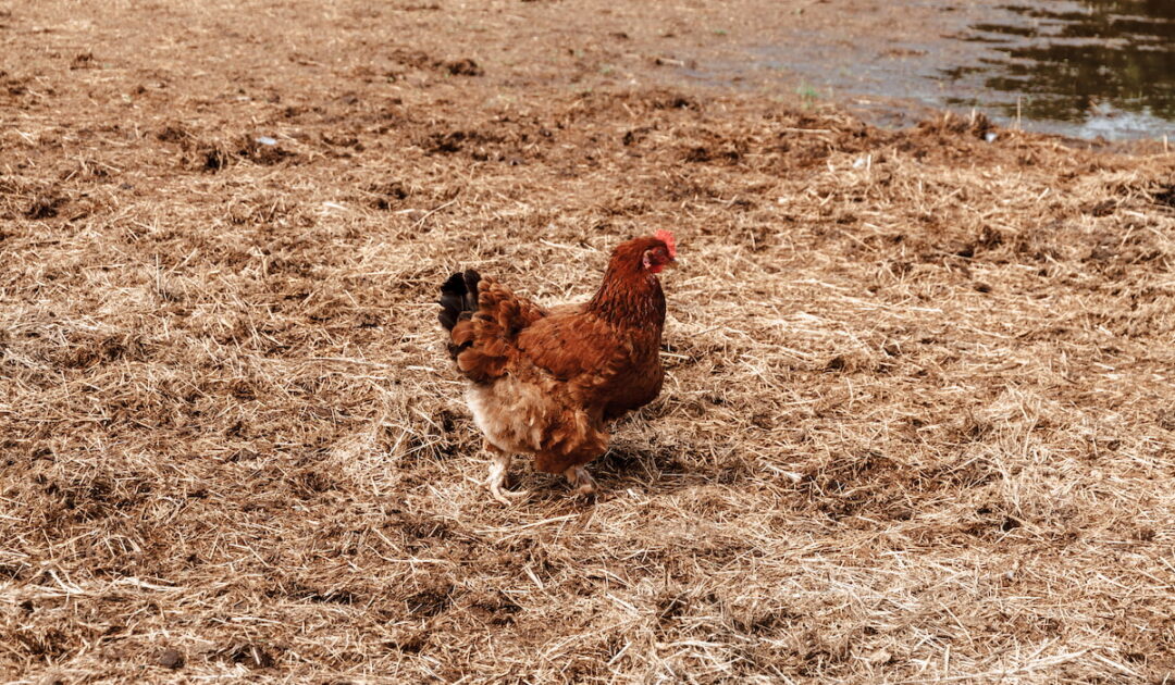 300+ Girl Chicken Names - Cute Ideas for Naming Your Hens - Farmhouse Guide