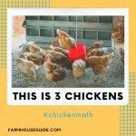 Chicken Math Explained - Calculating Your True Number of Chickens ...