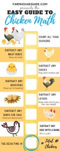 Chicken Math Explained - Calculating Your True Number of Chickens ...