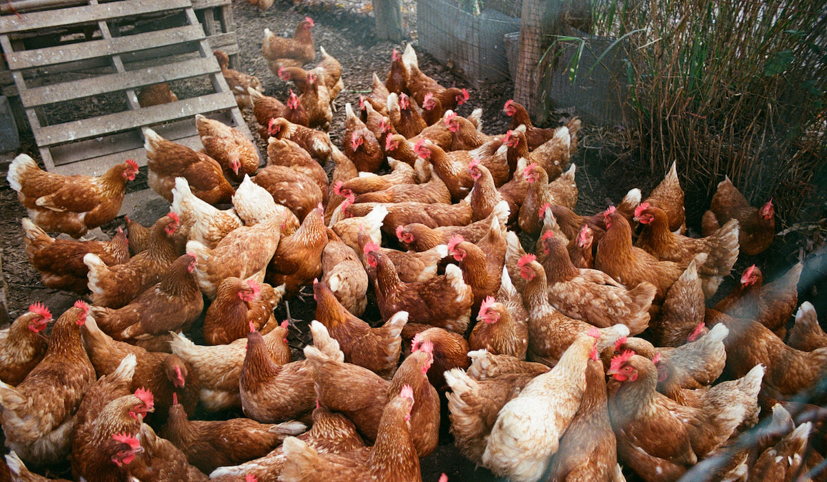 Chicken Math Explained - Calculating Your True Number of Chickens ...