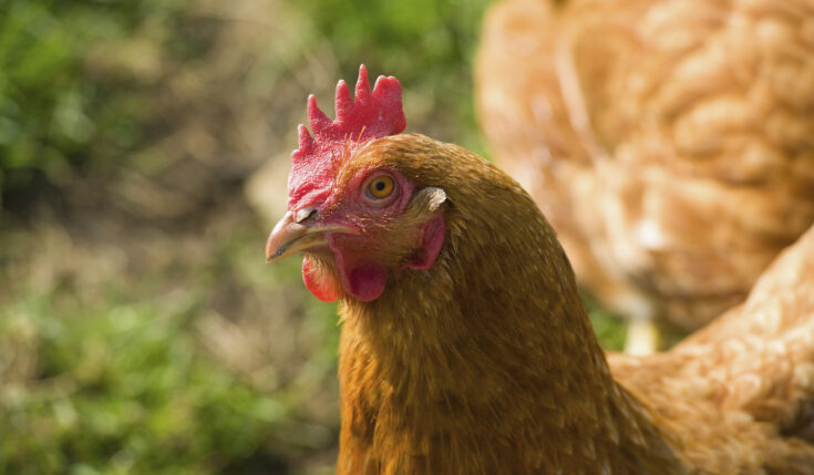 300+ Girl Chicken Names - Cute Ideas for Naming Your Hens - Farmhouse Guide