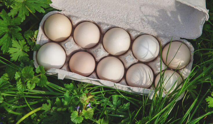 What to Name Your Egg Farm - 37+ Ideas to Get You Started - Farmhouse Guide
