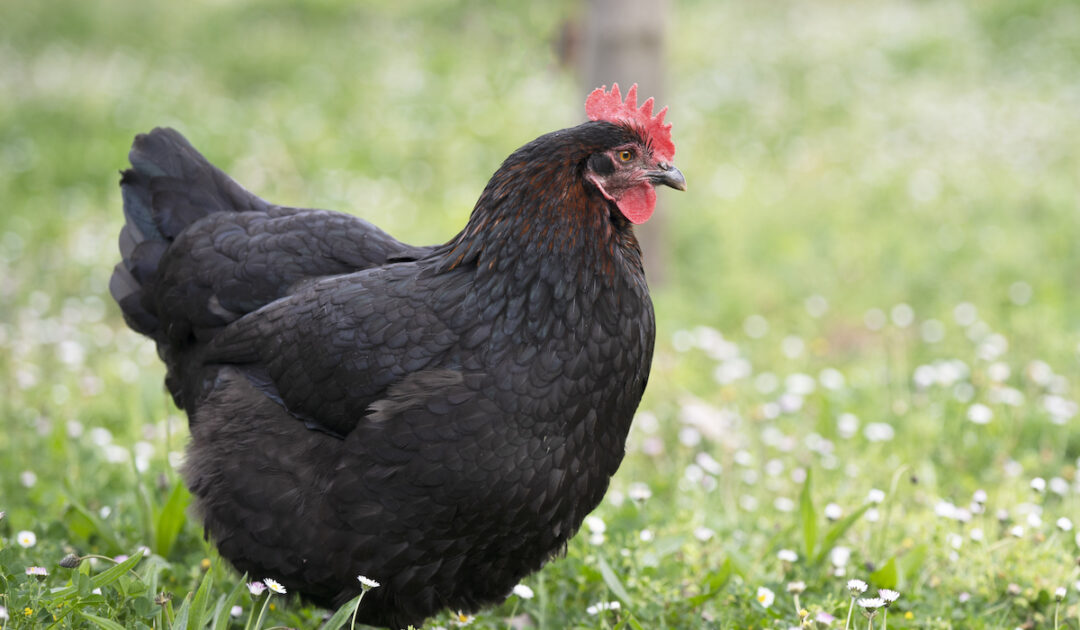 300+ Girl Chicken Names - Cute Ideas for Naming Your Hens - Farmhouse Guide