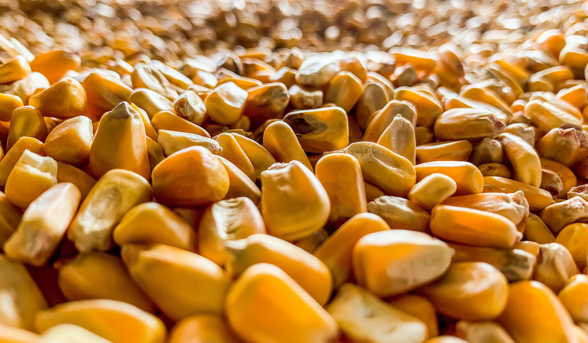 What To Feed A Turkey - Chicks through Adults 60+ Foods They Can Eat ...