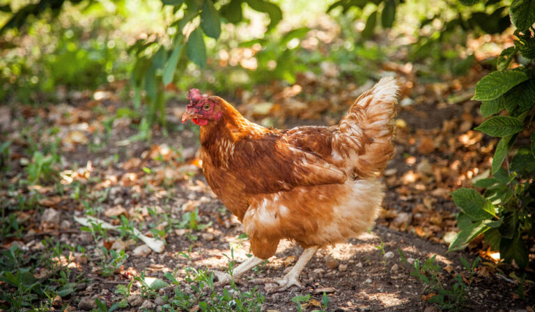 300+ Girl Chicken Names - Cute Ideas for Naming Your Hens - Farmhouse Guide