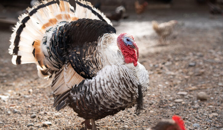 What To Feed A Turkey - Chicks through Adults 60+ Foods They Can Eat ...