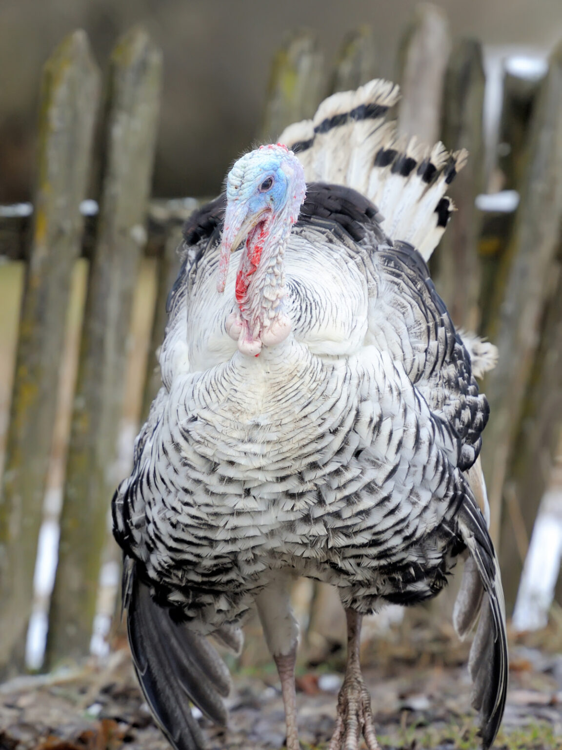 Turkeys in Winter - What They Eat and Where They Live - Farmhouse Guide