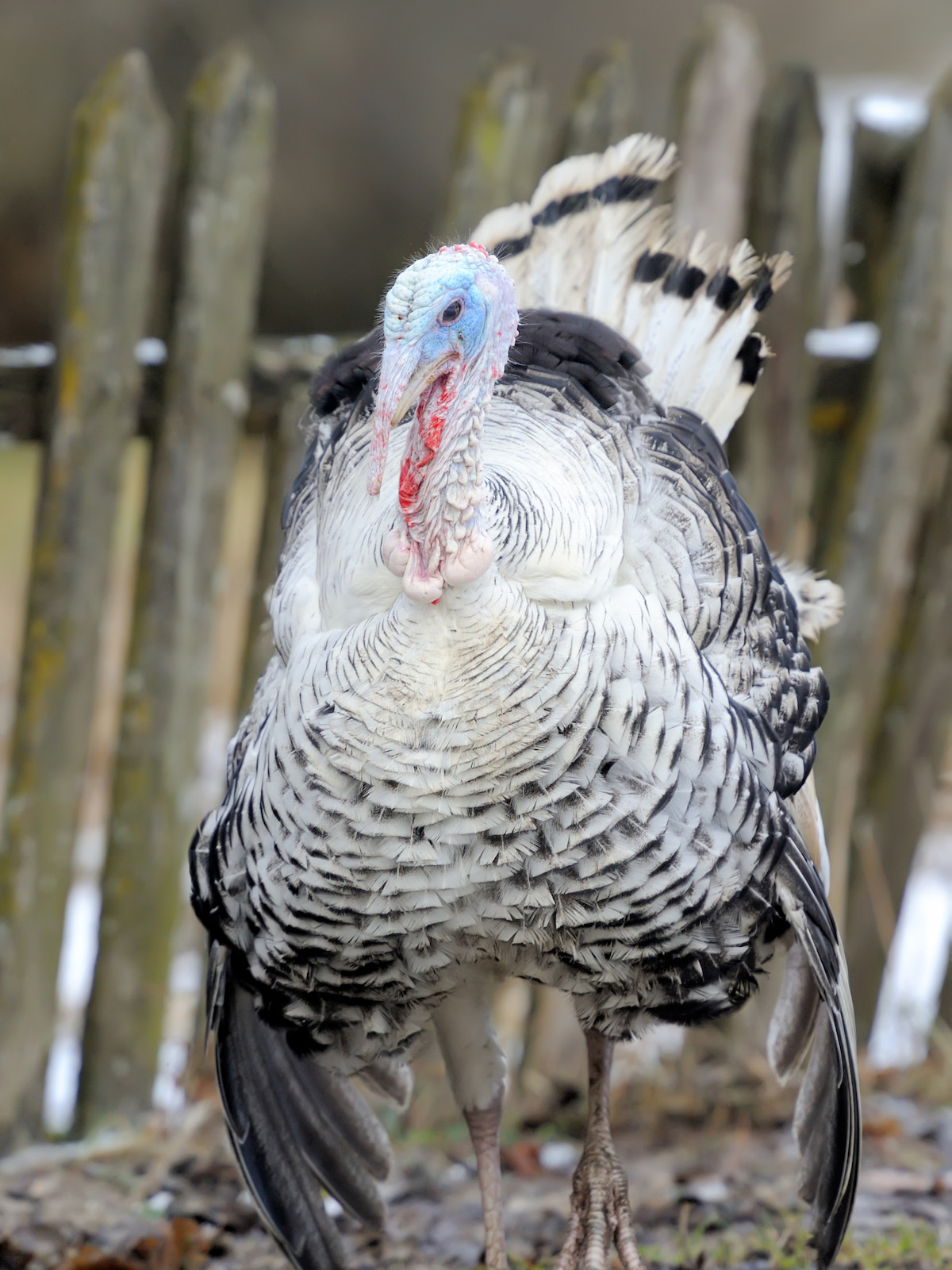 Turkeys in Winter - What They Eat and Where They Live - Farmhouse Guide