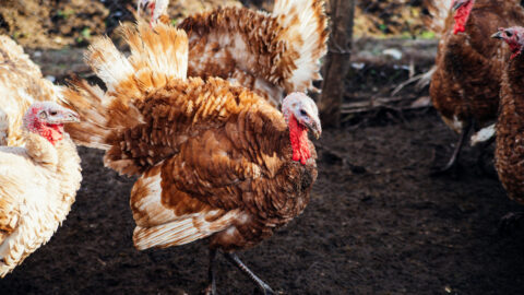 340+ Name Ideas for Your Pet Turkey - Male, Female, Funny, Color ...