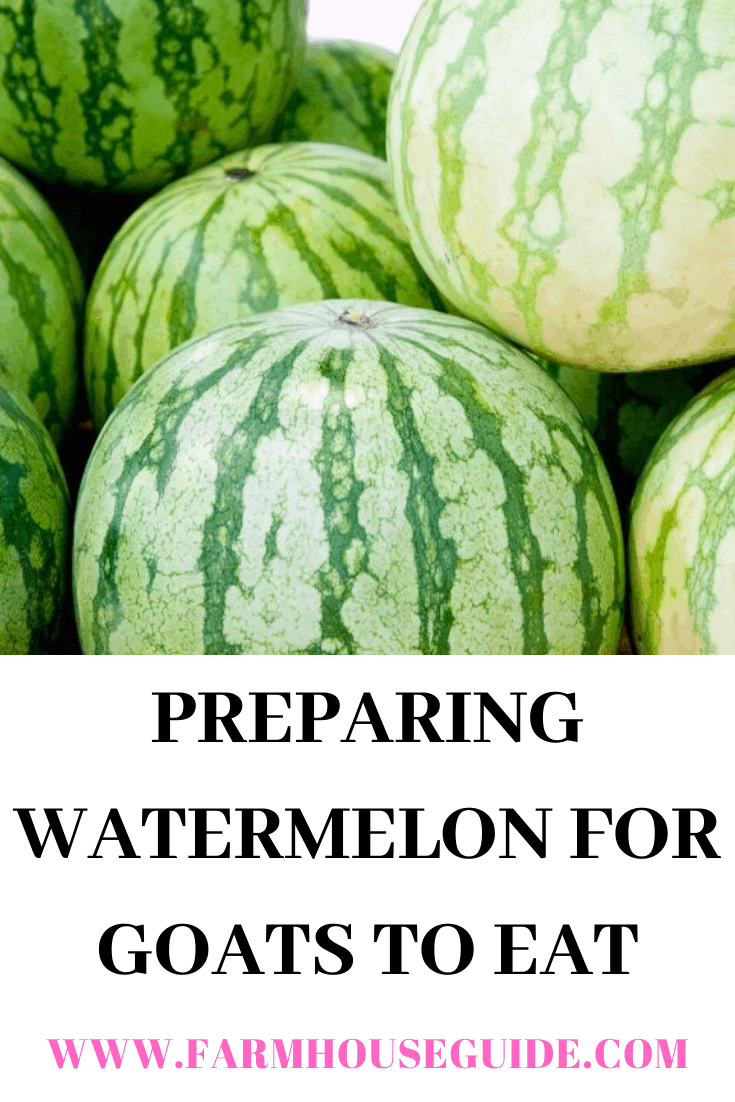 Can Goats Eat Watermelon? | Farmhouse Guide