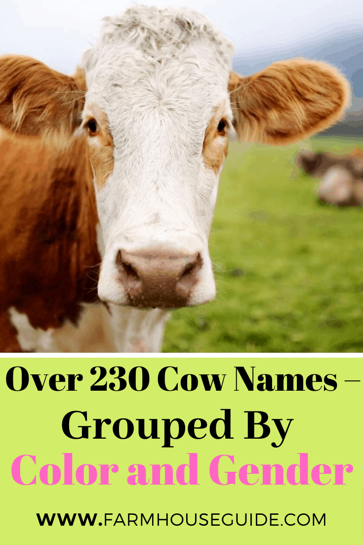 Over 255+ Cow Names - Grouped by Color and Gender - Farmhouse Guide