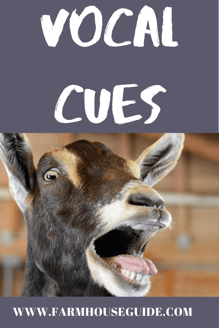 How Do Goats Show Affection? - 3 Scientifically Proven Ways | Farmhouse ...