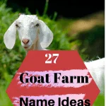 27 Goat Farm Name Ideas - Farmhouse Guide