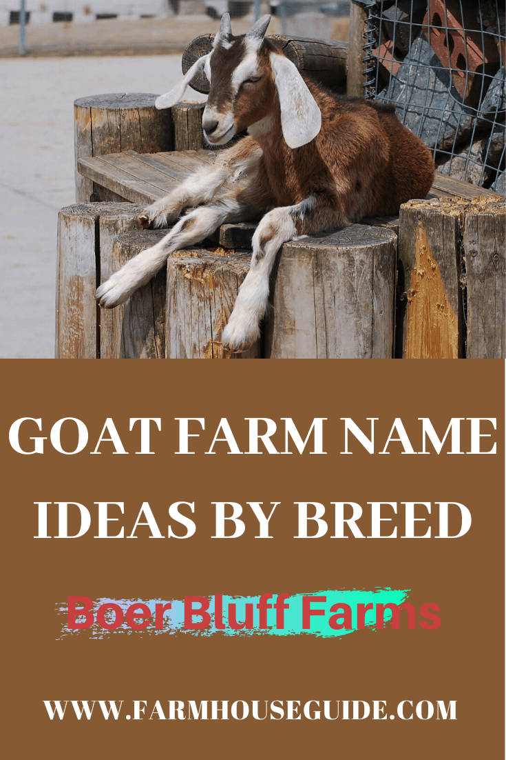 27 Goat Farm Name Ideas - Farmhouse Guide