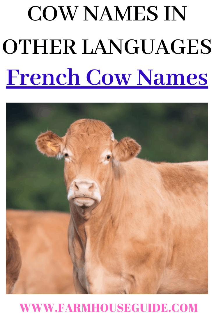 Over 255+ Cow Names - Grouped by Color and Gender - Farmhouse Guide