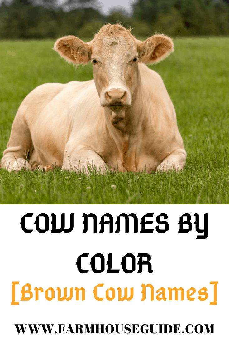 Over 255+ Cow Names - Grouped by Color and Gender - Farmhouse Guide