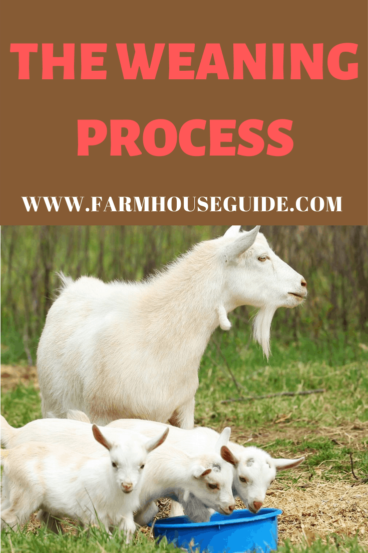 When To Wean Goats, What To Expect & Tips for Success - Farmhouse Guide