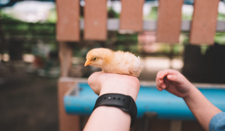 How Much Do Chickens Weigh? - Weight Chart by Breed - Farmhouse Guide