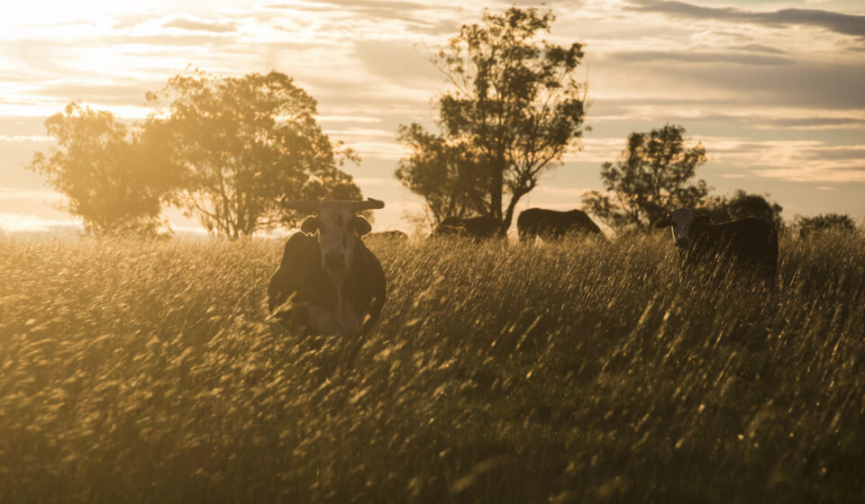 Biblical Farm Name Ideas + Ideas to Create Your Own - Farmhouse Guide