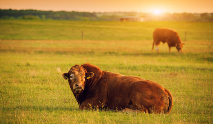 Over 255+ Cow Names - Grouped by Color and Gender - Farmhouse Guide