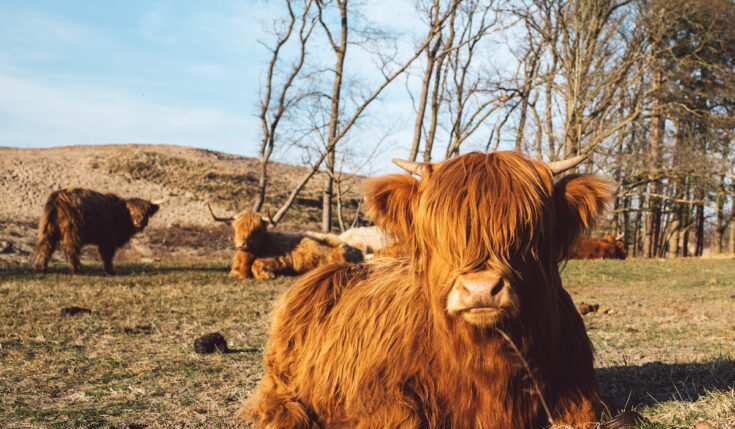 Over 255+ Cow Names - Grouped by Color and Gender - Farmhouse Guide
