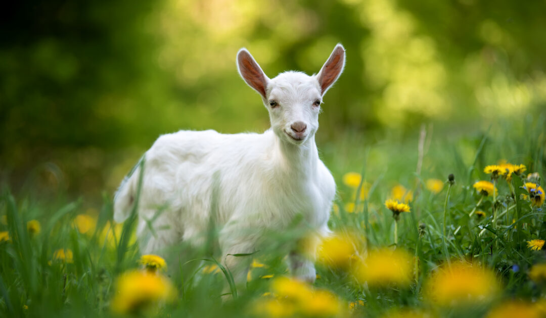When To Wean Goats, What To Expect & Tips for Success - Farmhouse Guide