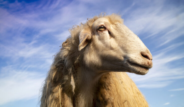 120+ Sheep Names for Your Flock - Farmhouse Guide