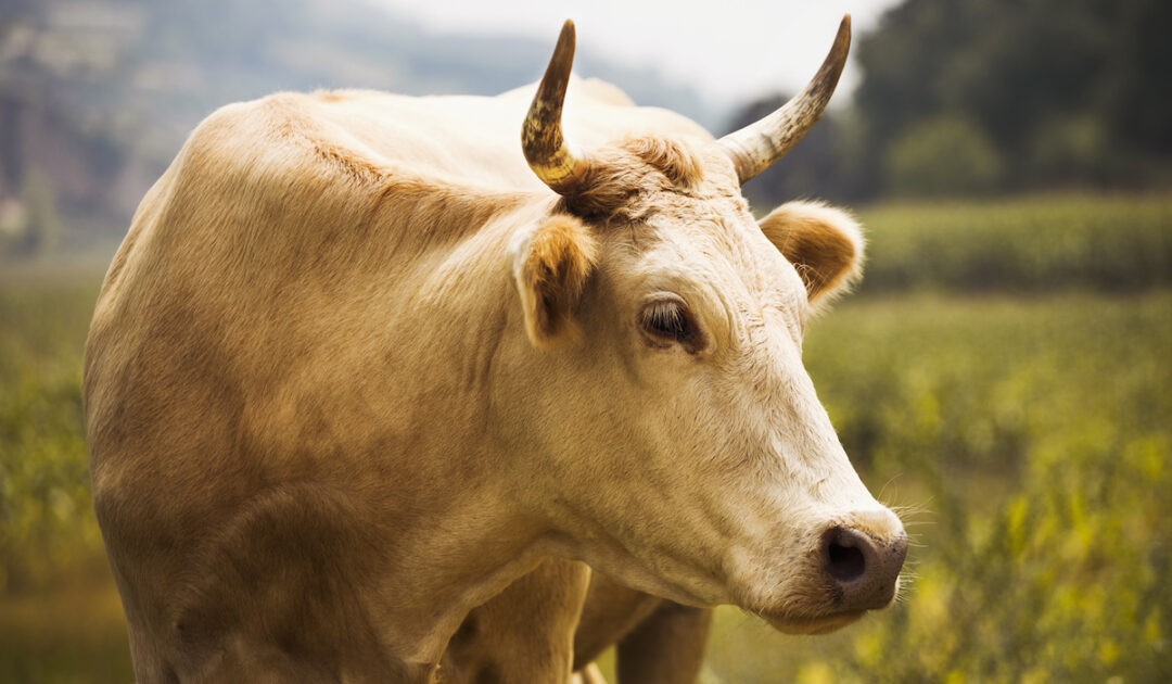 Over 255+ Cow Names - Grouped by Color and Gender - Farmhouse Guide