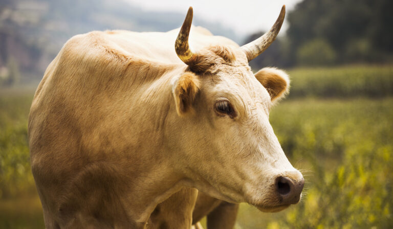 Over 255+ Cow Names - Grouped by Color and Gender - Farmhouse Guide