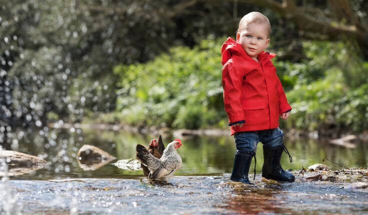 Can Chickens Swim? Will they drown? - Farmhouse Guide