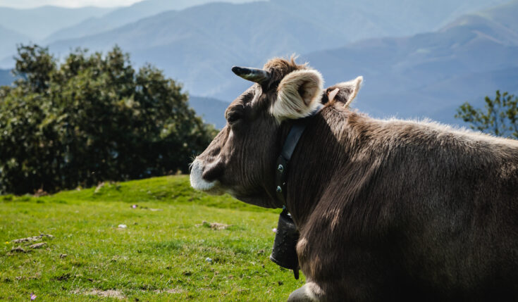 Why Do Cows Wear Bells? - Farmhouse Guide