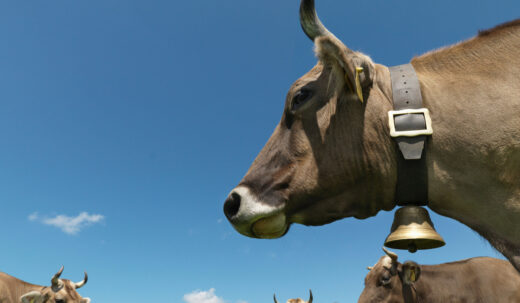 Why Do Cows Wear Bells? - Farmhouse Guide