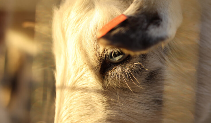 Can Goats See in the Dark? & Other Facts About Goat Vision - Farmhouse ...