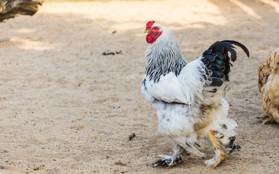 Complete Guide to Chicken Breeds - Incl. Breed Statistics - Farmhouse Guide