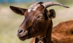 Can Goats See in the Dark? & Other Facts About Goat Vision - Farmhouse ...